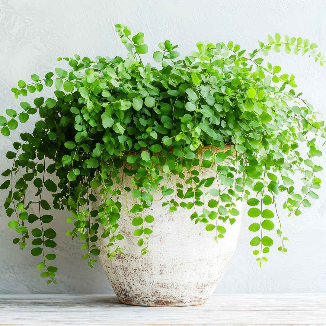 Maidenhair Fern (Adiantum aethiopicum) Delicate, Elegant Fronds – Mad ...