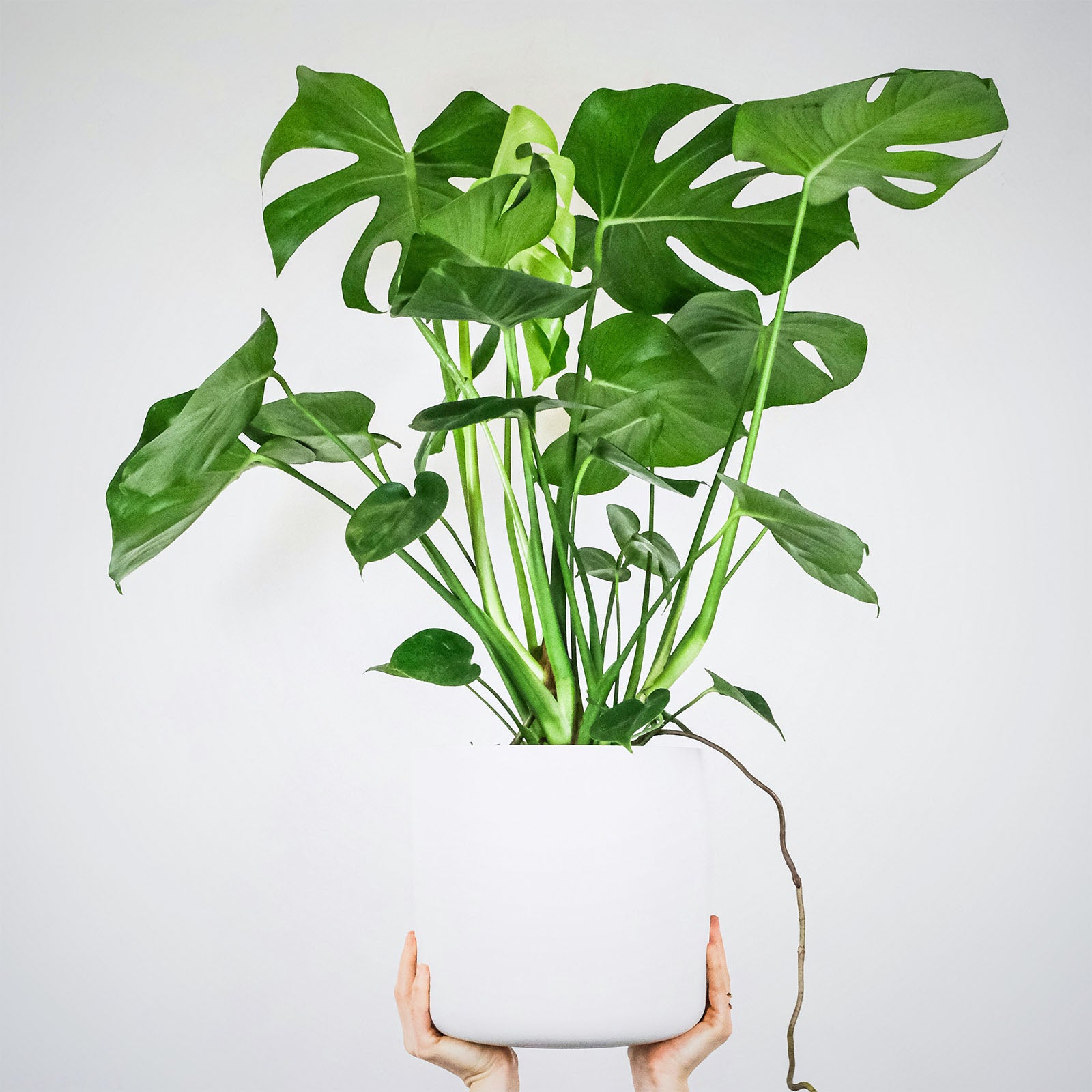 Swiss Cheese Plant (Monstera deliciosa) Iconic Indoor Greenery – Mad Lilies