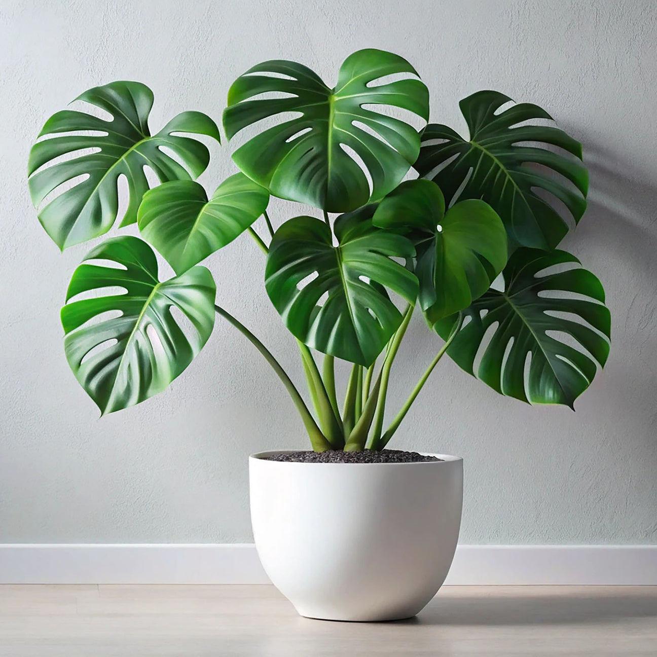 Swiss Cheese Plant (Monstera deliciosa) Iconic Indoor Greenery – Mad Lilies